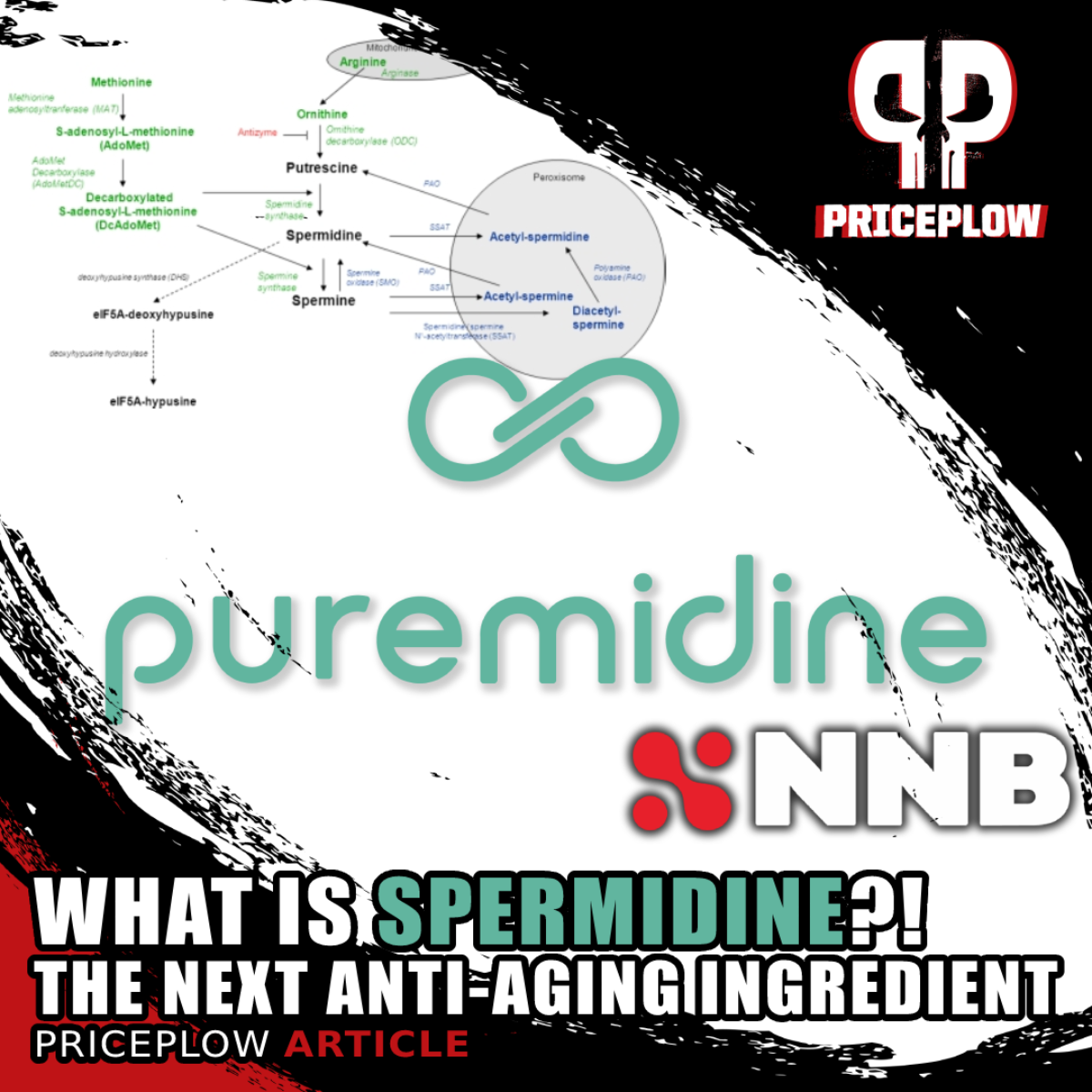 What is SPERMIDINE?! Meet the Latest Longevity Ingredient - ThaiMedFood