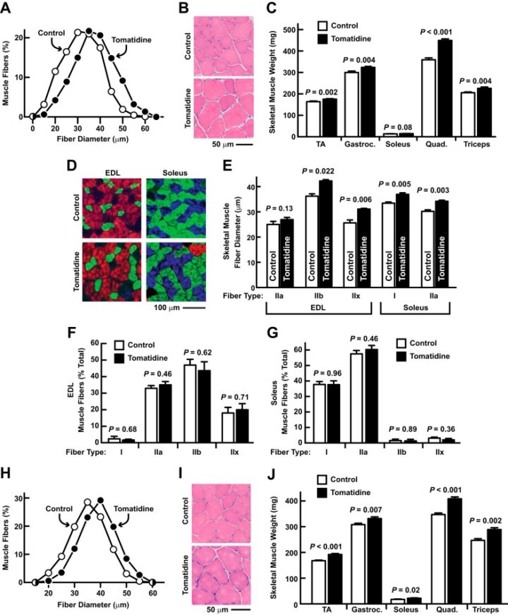 Tomatidine: The Muscle-Building Nightshade