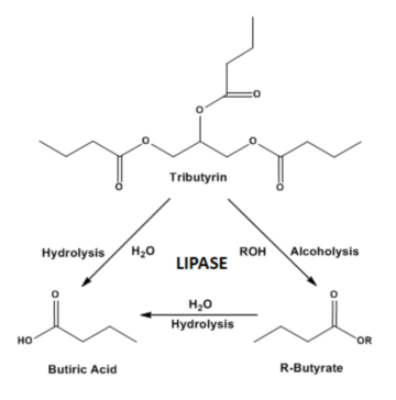 Tributyrin: The Gut Health Optimizer