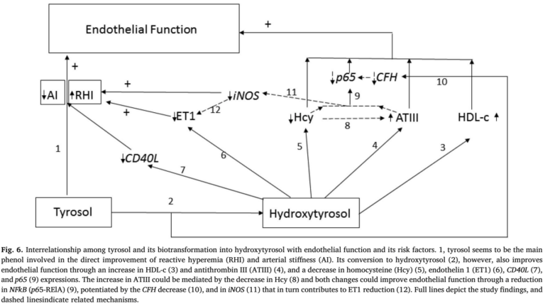 CreaSol SSAT: MolTek Nutrition Unveils CreaSol SSAT (Stabilized Tyrosol ...