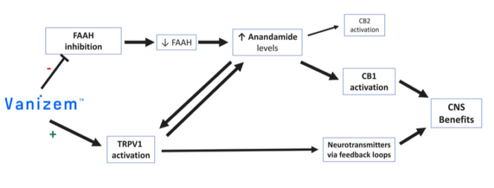 Vanizem: Enhance Mood and Conquer Stress by Boosting Anandamide Production