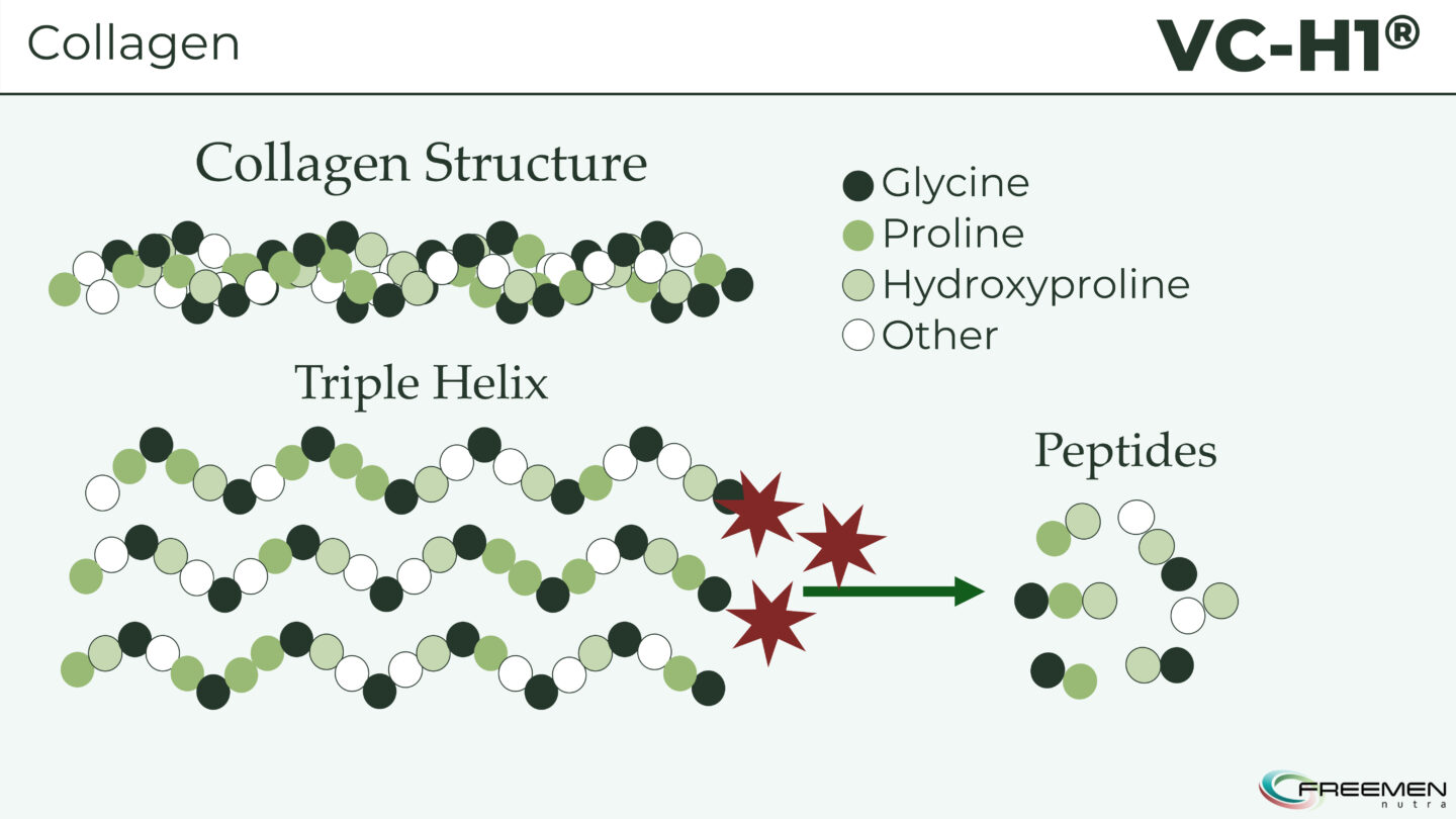 VC-H1 Botanic Collagen Peptides Made from Hibiscus: Where Beauty Blooms