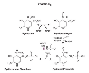 Revive MD Vitamin B-Complex: Maintain Your Metabolism