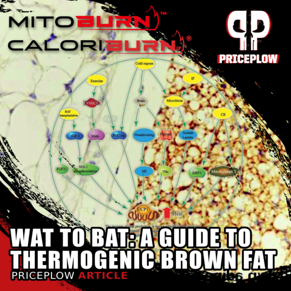 WAT to BAT: A High-Metabolism Guide to Brown and White Fat