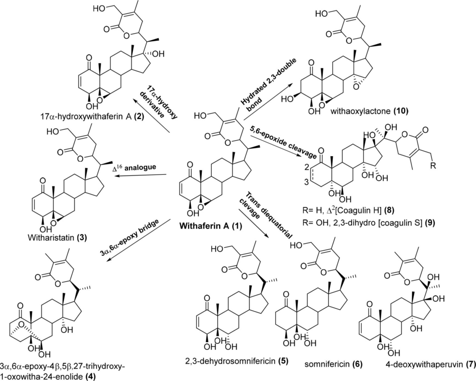 Shoden and the Ashwagandha Evolution: The Rise of Glycoside-Enhanced ...