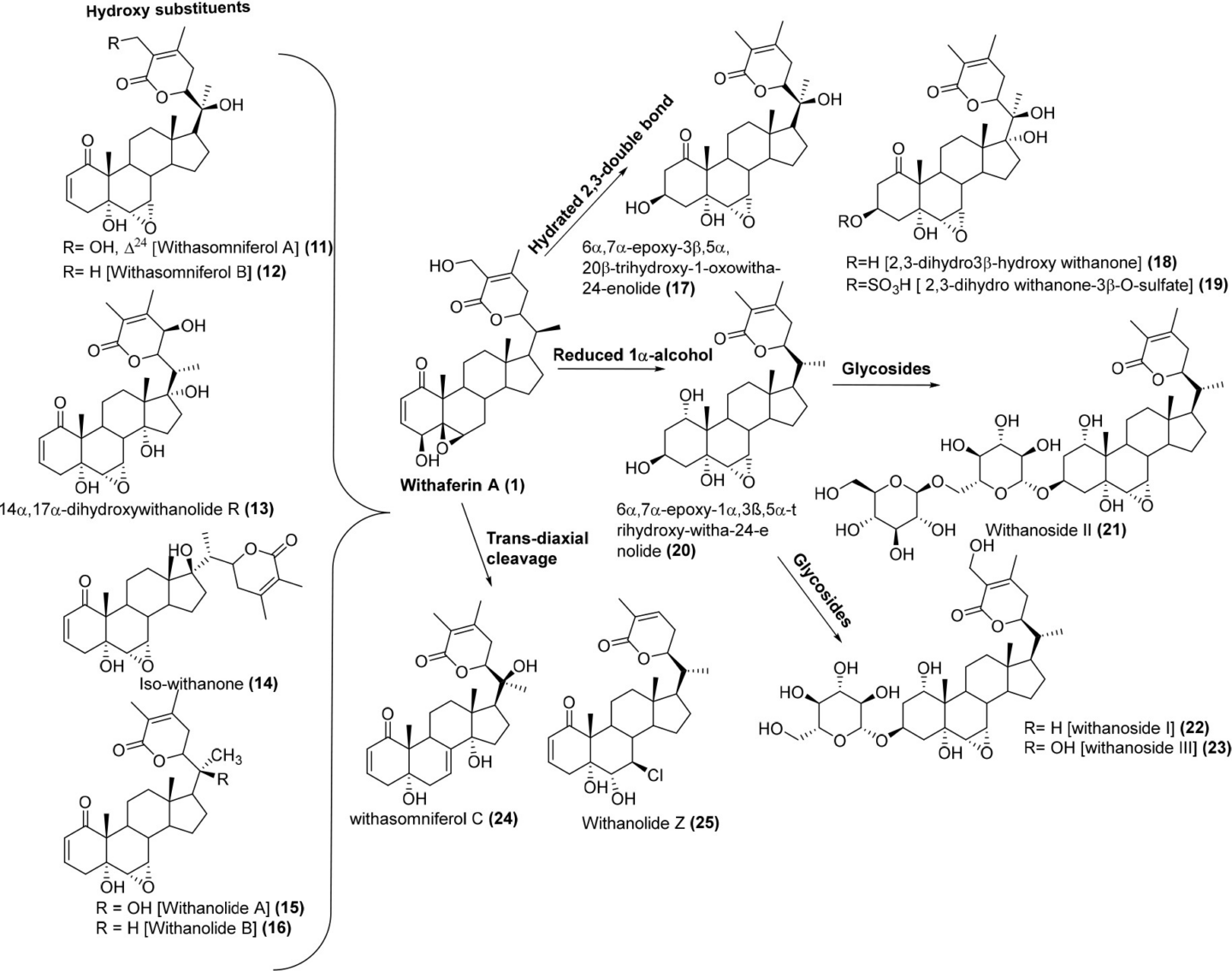 Shoden and the Ashwagandha Evolution: The Rise of Glycoside-Enhanced ...