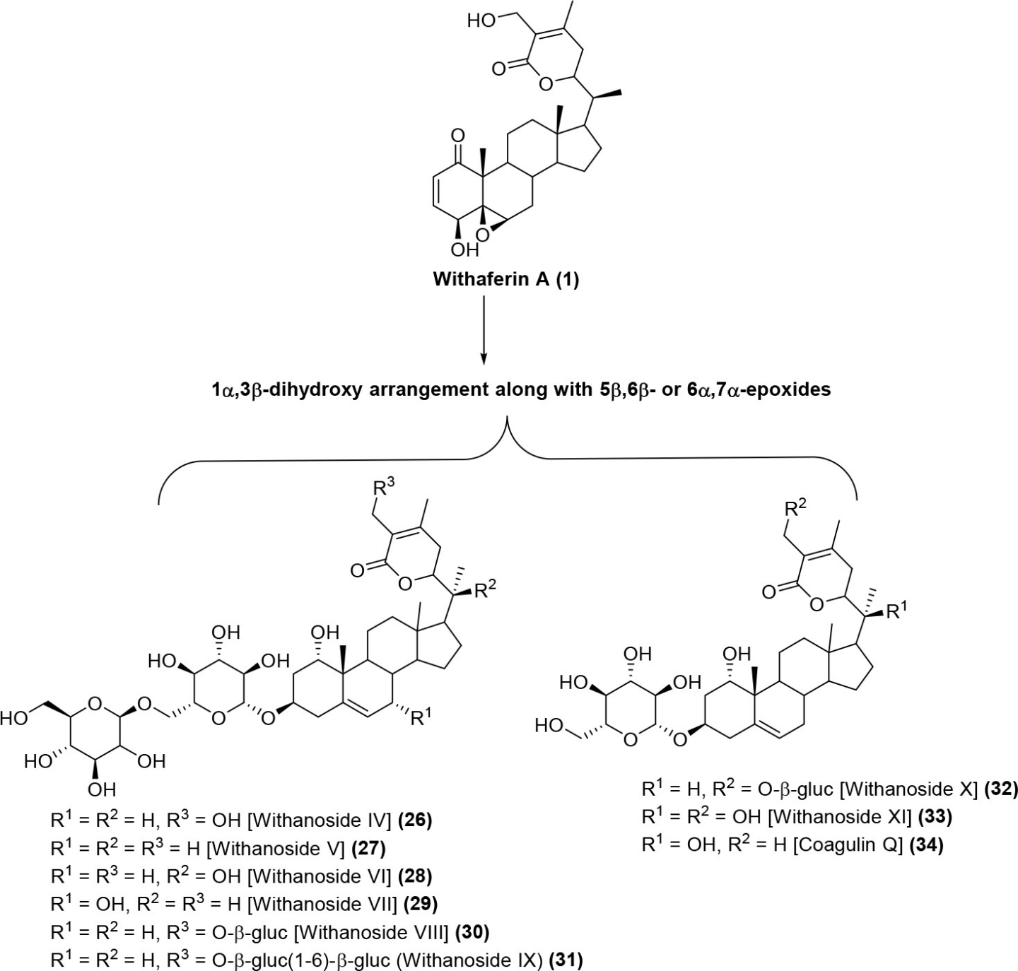 Shoden and the Ashwagandha Evolution: The Rise of Glycoside-Enhanced ...